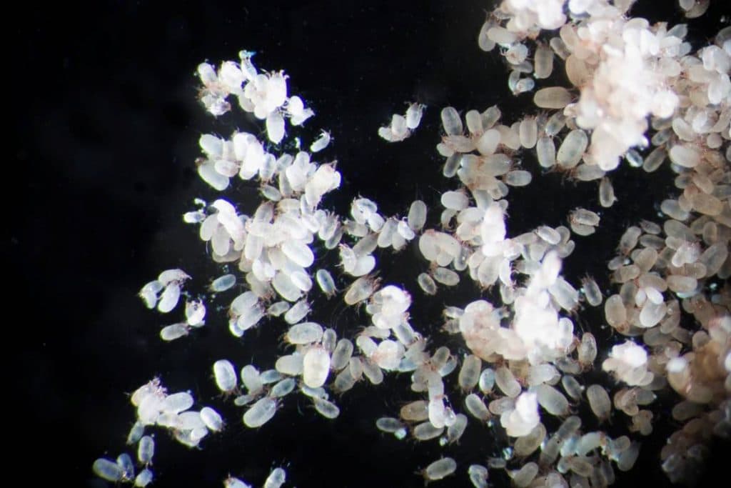 Dermatophagoides farinae whole culture - Buy allergen source material