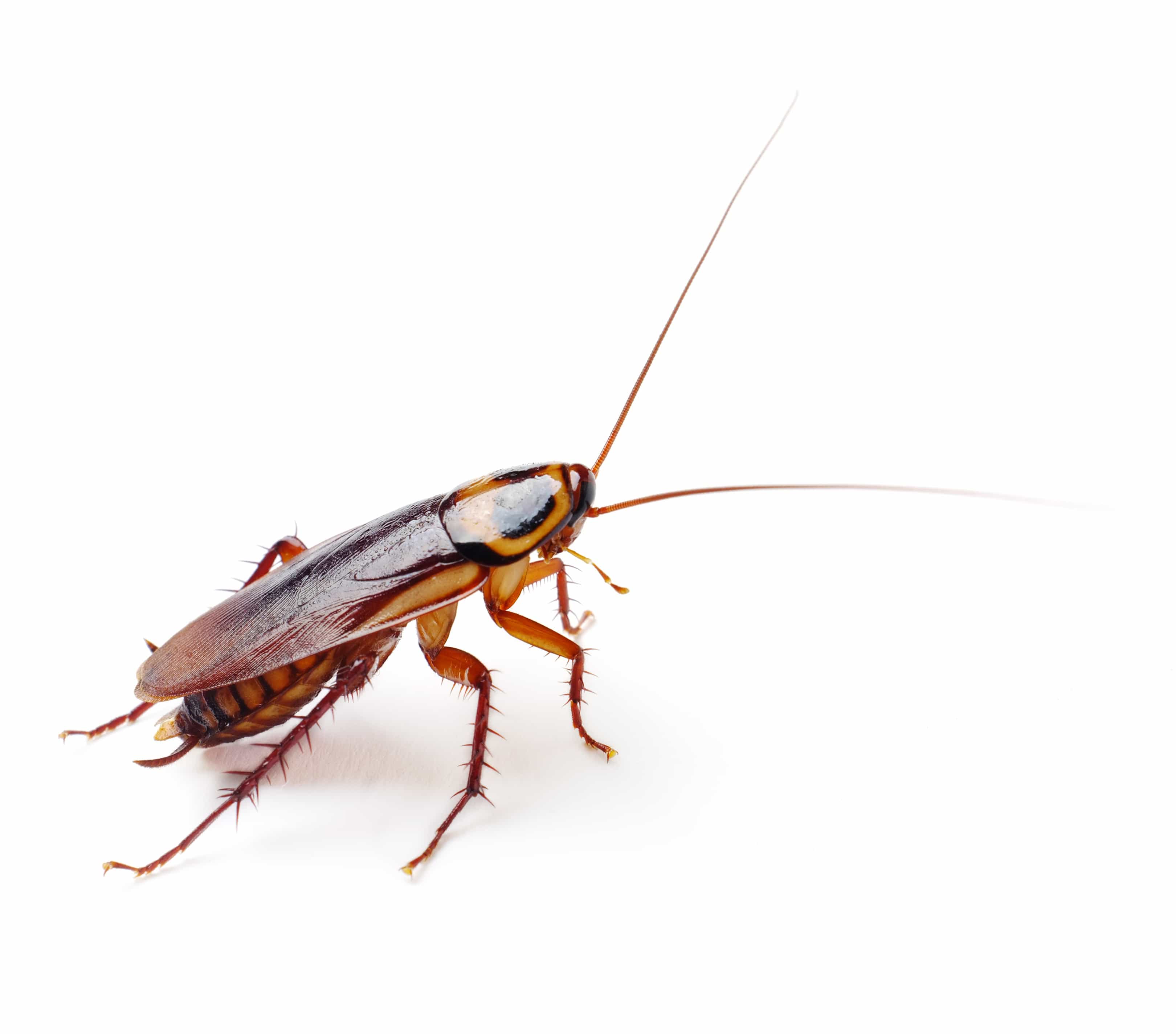 blattella germanica cockroach - Citeq Biologics